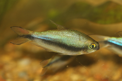 Nature Lover: Emperor tetra