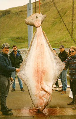 International Fishing News: VIDEO: World's Biggest Record Fish ever ...