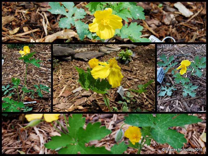 Thanks for today.: Spring Natives In My Woodland Gardens