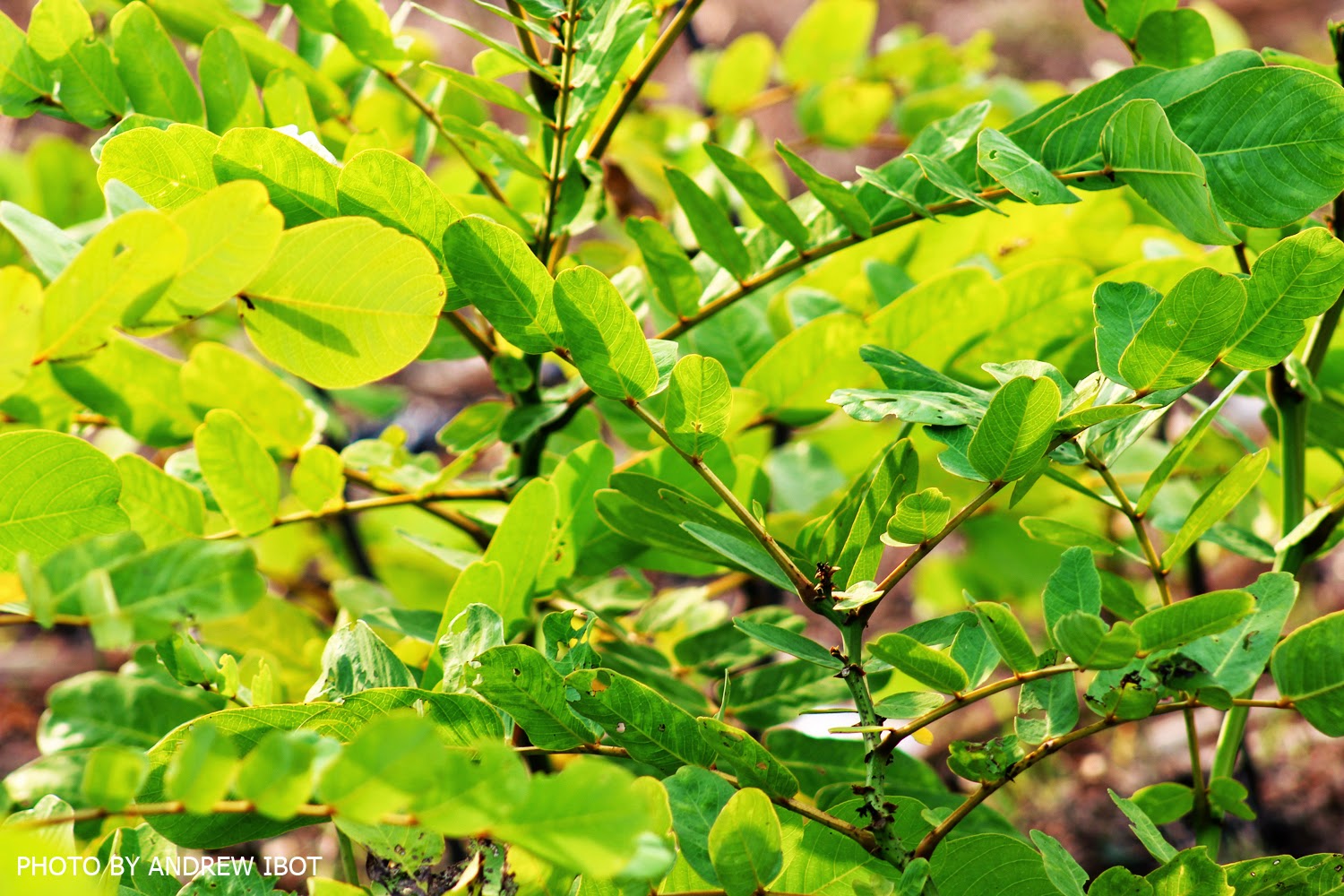 Ako si ANDREW IBOT!: Akapulko