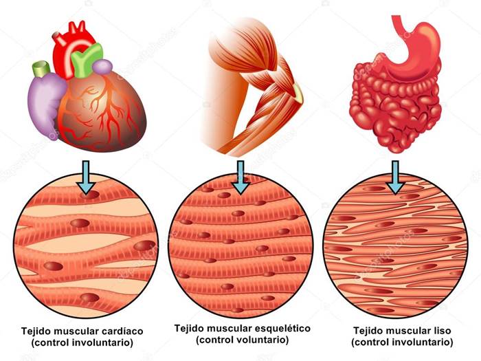 HISTO-EMBRIOLOGIA: TEJIDO MUSCULAR LISO