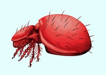 Sueños del Caribe: LA COLORADILLA DE TITO SON CUAY