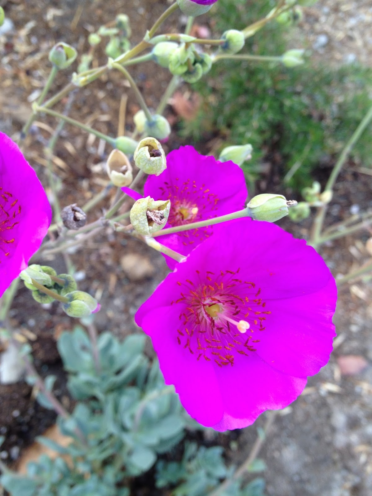 Aprille's SoCal Gardening : The Succulent With Poppy Flowers