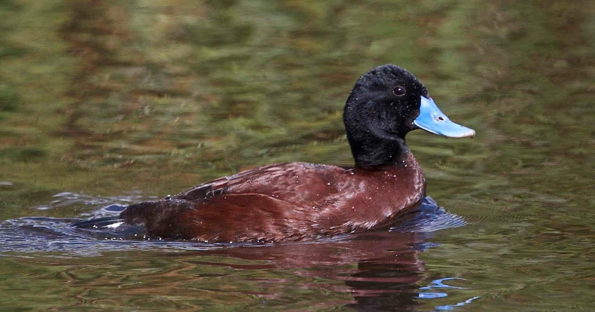 Avithera: Blue-billed Ducks