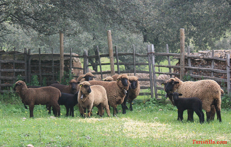 Turistilla.com: Turismo sostenible con Global Nature en la Dehesa El Baldío