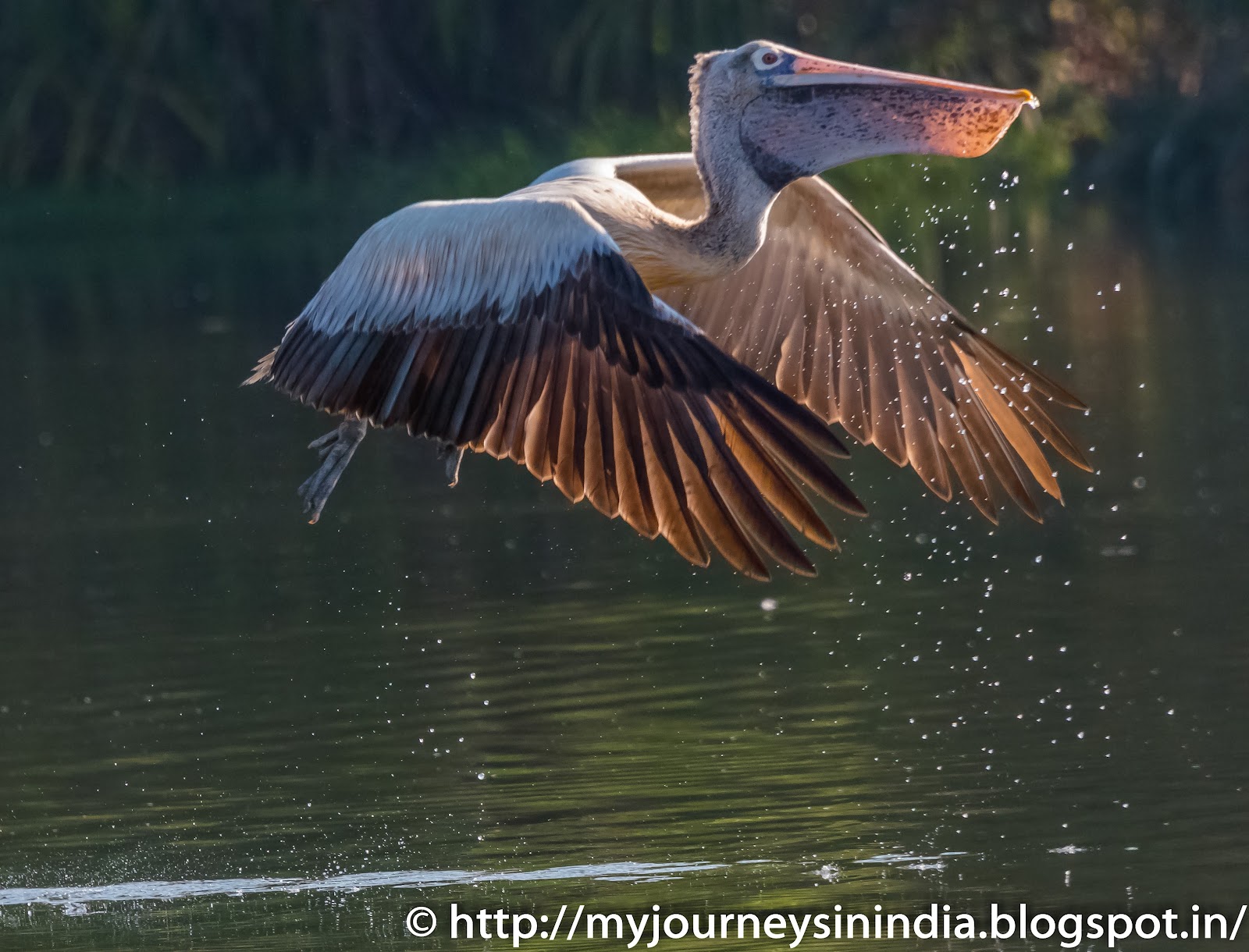 My Journeys In India: Ranganathittu Bird Sanctuary Photo Feature
