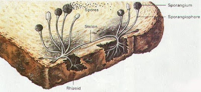 BIOLOGI GONZAGA: KAPANG - JAMUR