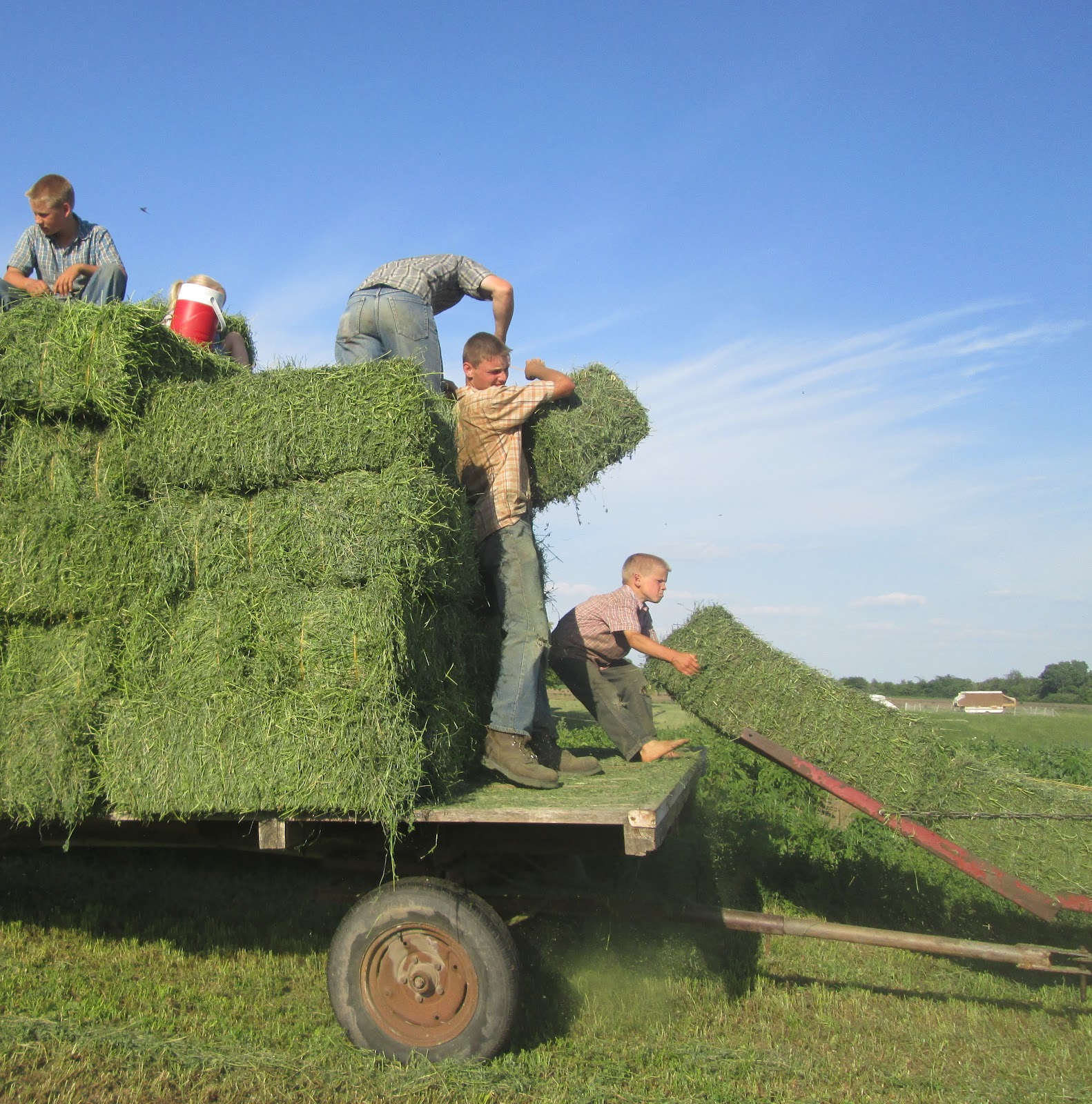 Growing N Grace Natural Farm: Hay Making