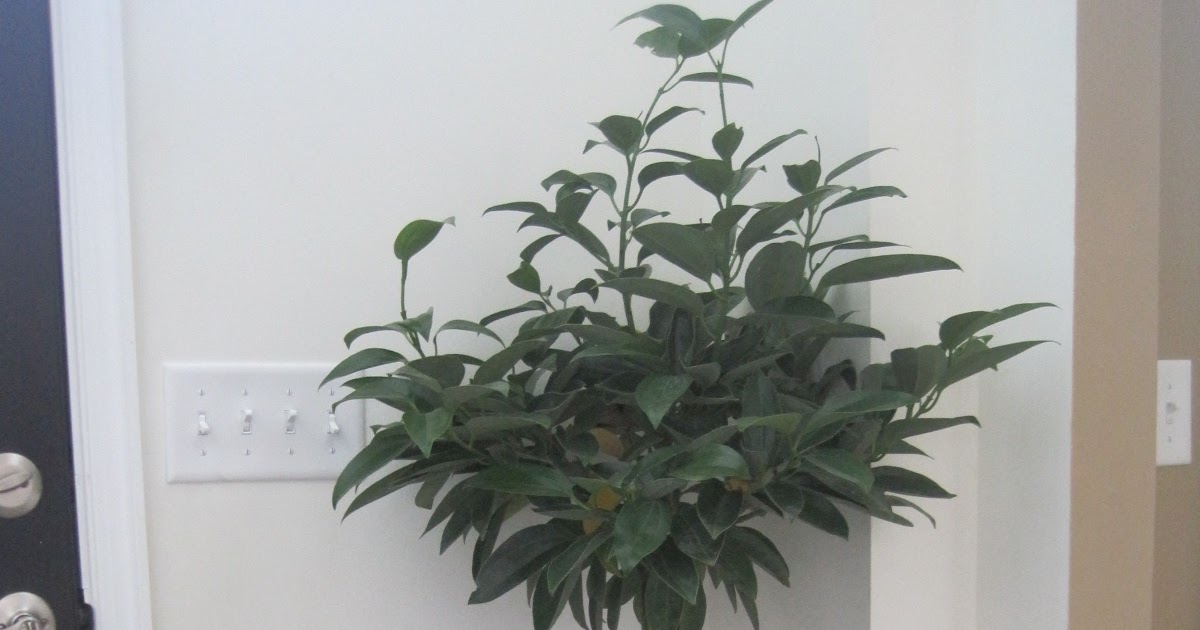 Designed To Dwell: Canela Tree