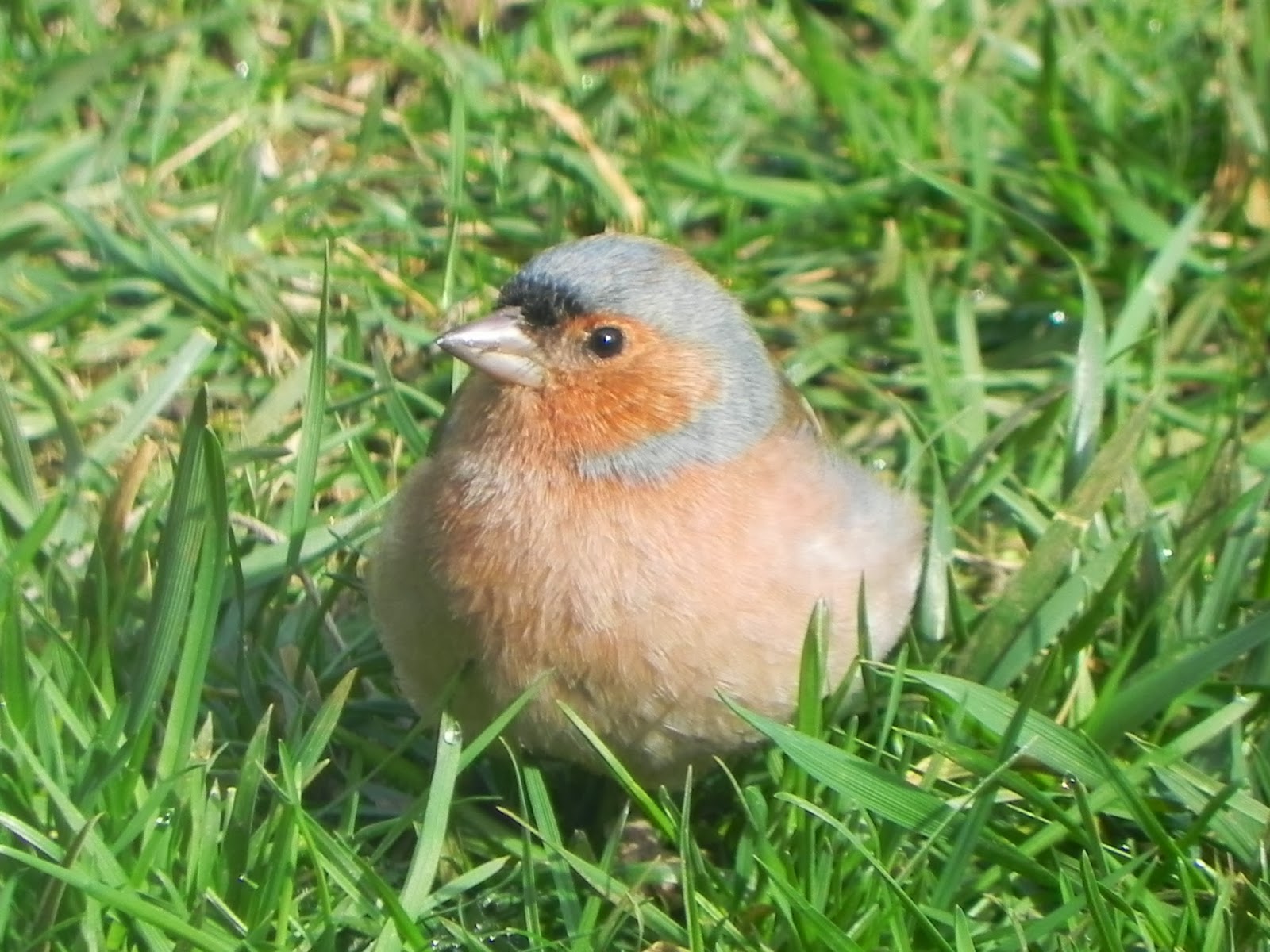 Welcome to the Fantastic World of Birds from Italy: Il fringuello ...