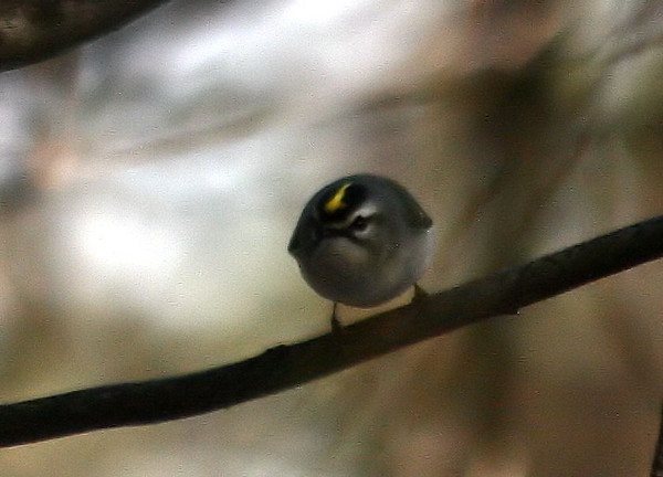 Viewing nature with Eileen: Golden Crowned & Yellow Crowned
