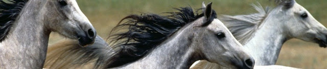 LO QUE NO SABÍAS DE LOS CABALLOS ~ Mi Diario Equino