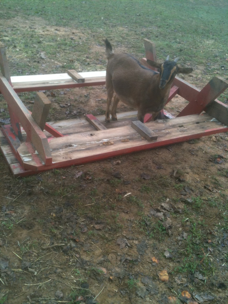 Save The Horses Daily News: Our Farm Inspector is a Goat!