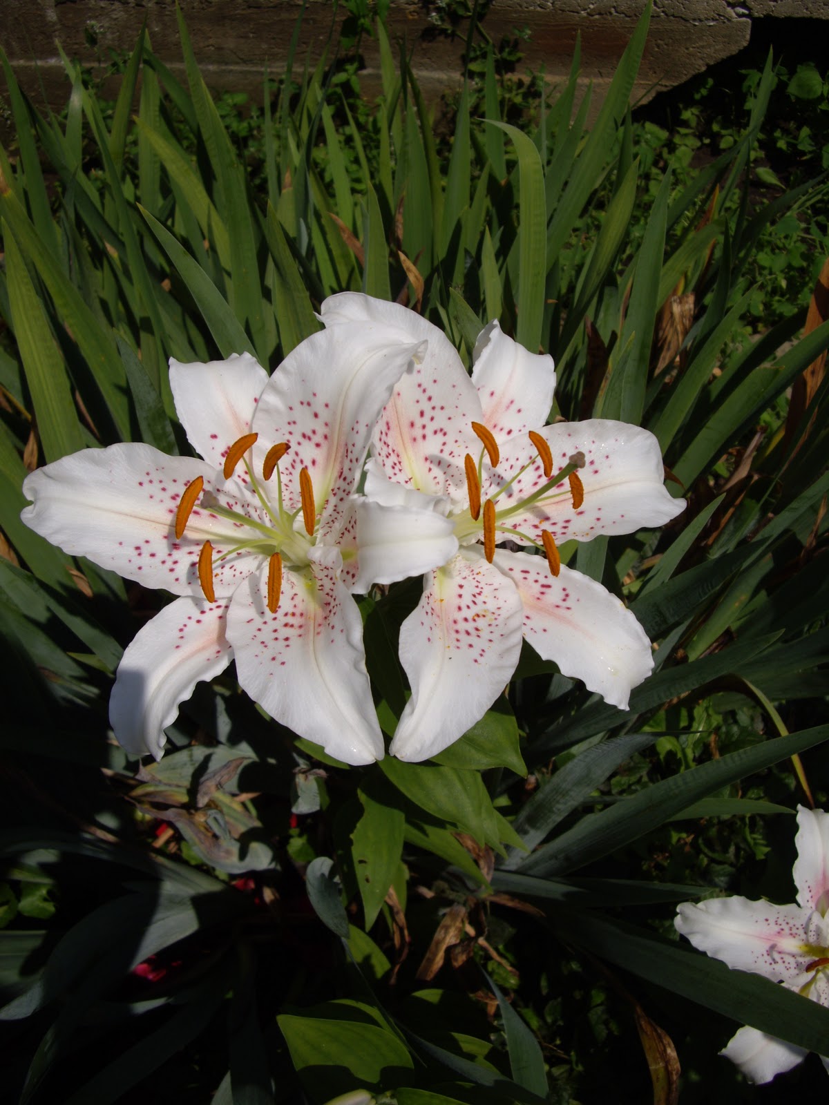 Liudvikos skrynia: Lelija