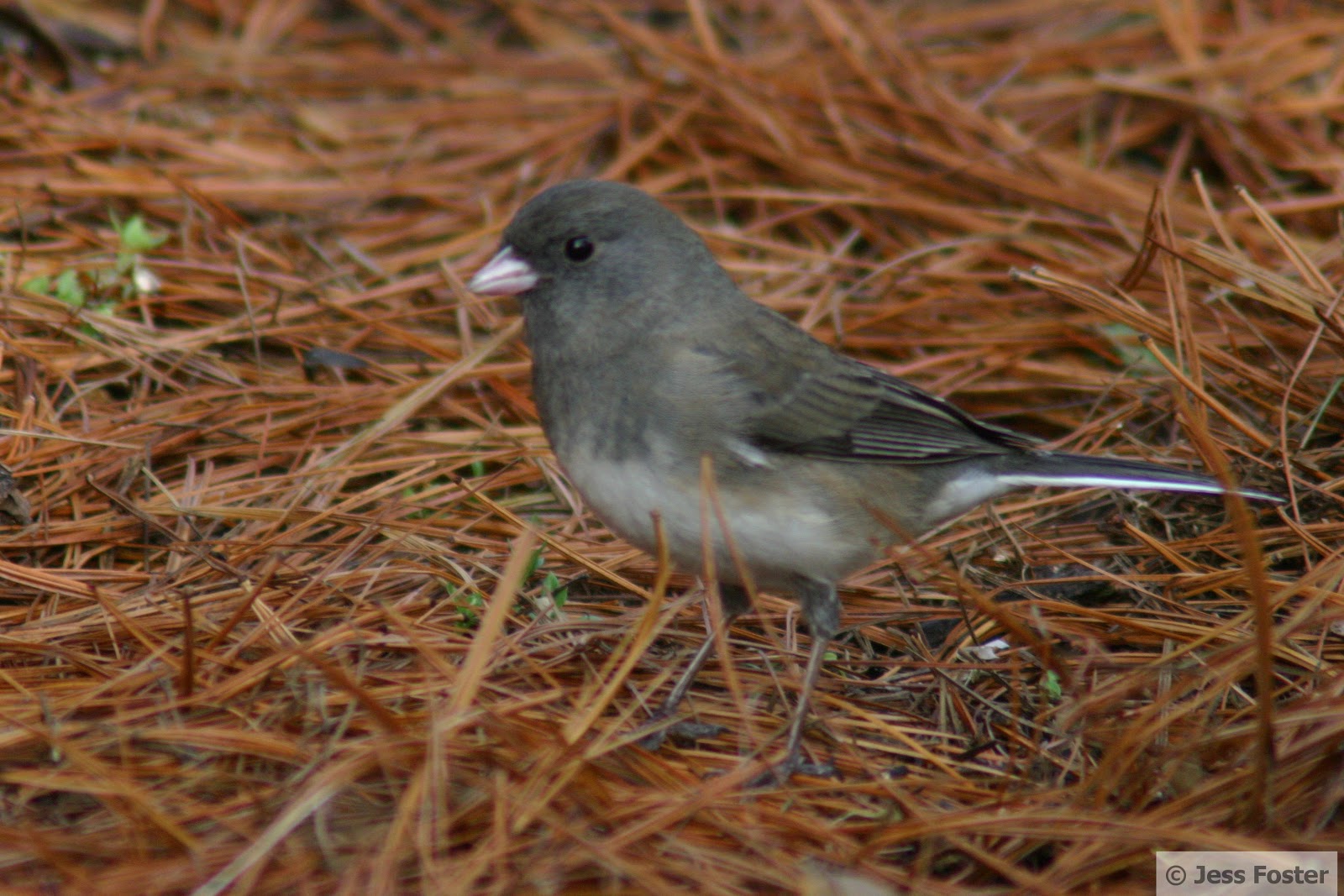 Sluggin' Along: The Vault: Winter Birds - Dark-eyed Junco