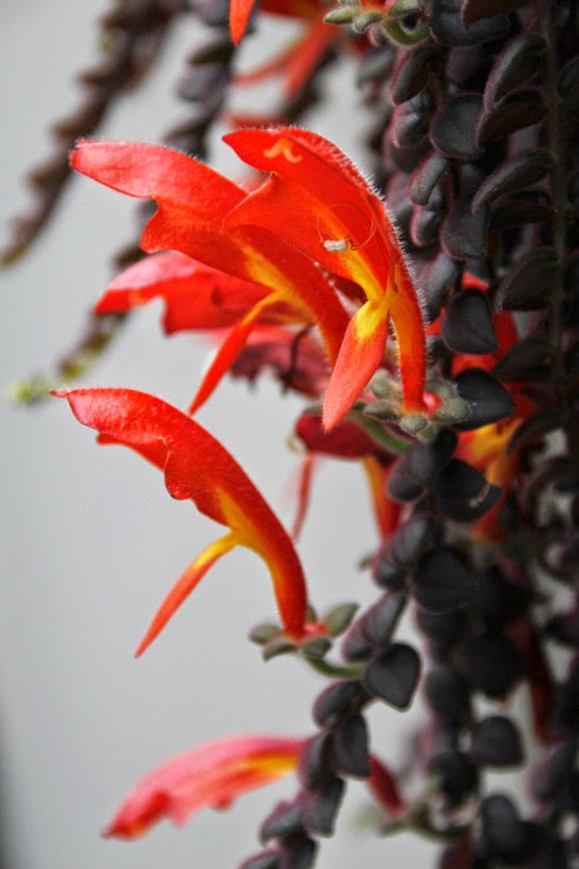 Pirate's Playground: Columnea gloriosa at Gardens by the bay