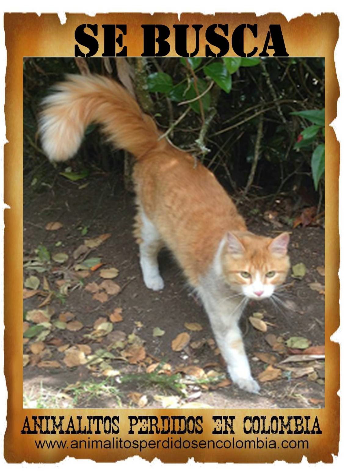 Animalitos Perdidos en Colombia: PERDIDO BOGOTÁ- GATO CRIOLLO AMARILLO ...