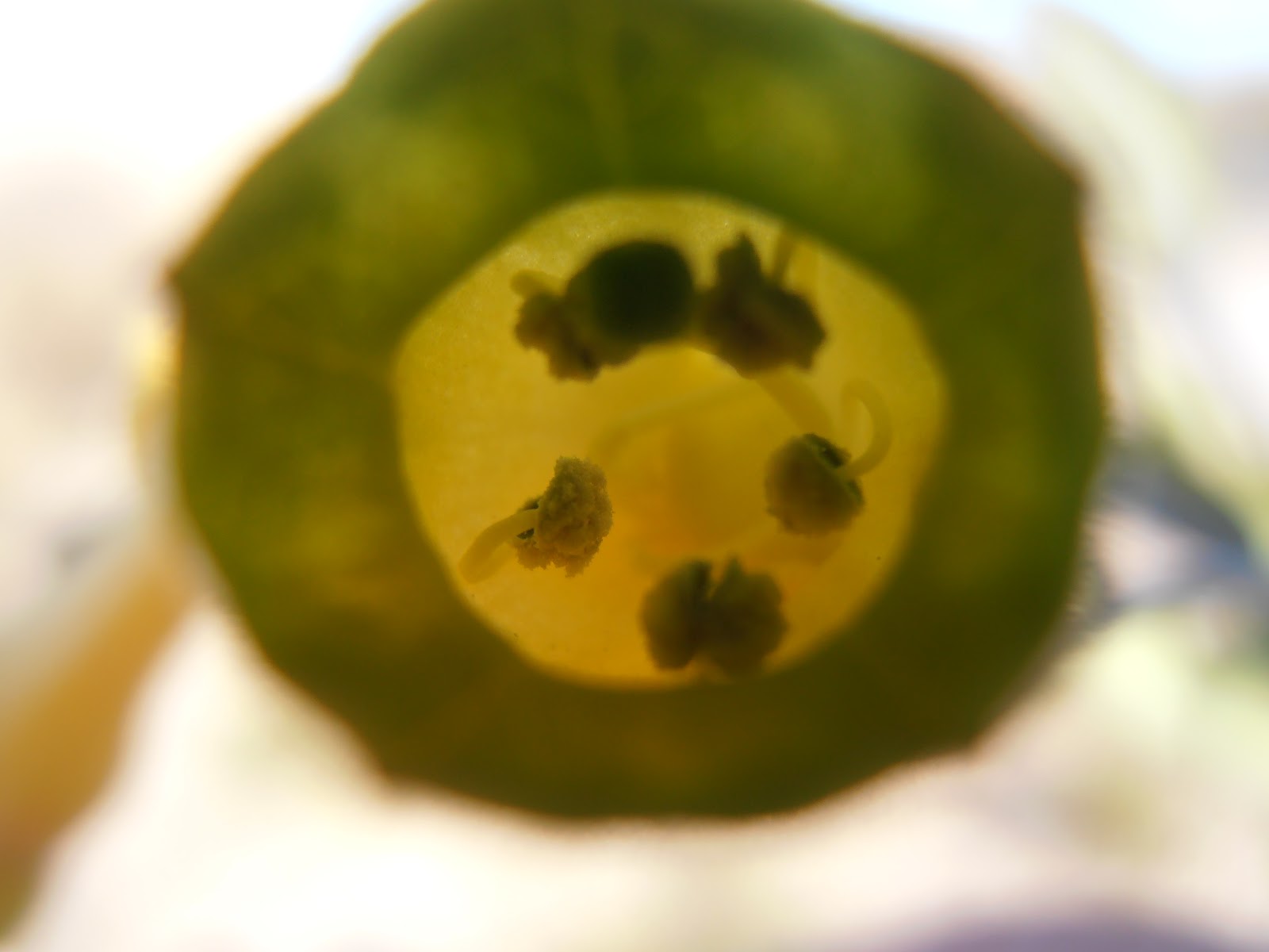 GANDUL: Nicotiana glauca | Plantas rioMoros