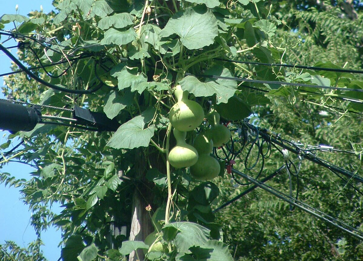 Tulsa Gentleman: Thursday Challenge: Growth - Birdhouse Gourds
