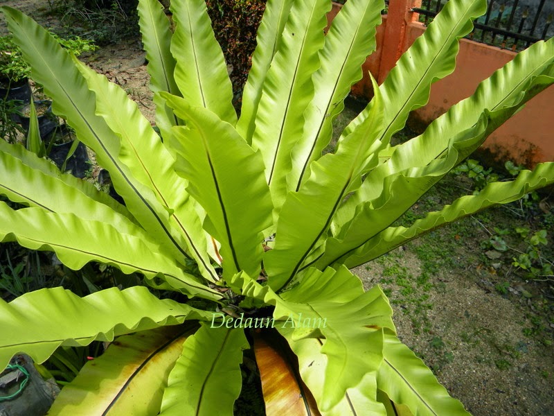 Taman Darul Iman: Pokok Langsuyar