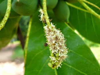 Sri Lanka Almond Tree - Kottan (Kottamba) | SL Flora