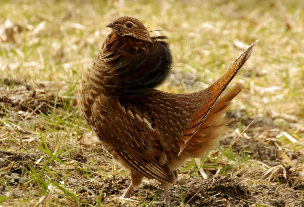 Ohio Birds and Biodiversity: Ruffed Grouse, strutting his stuff!