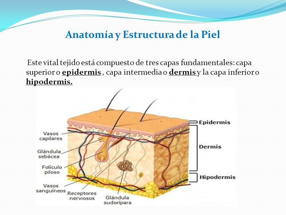 Descubre la belleza de tu piel: Estructura de la piel