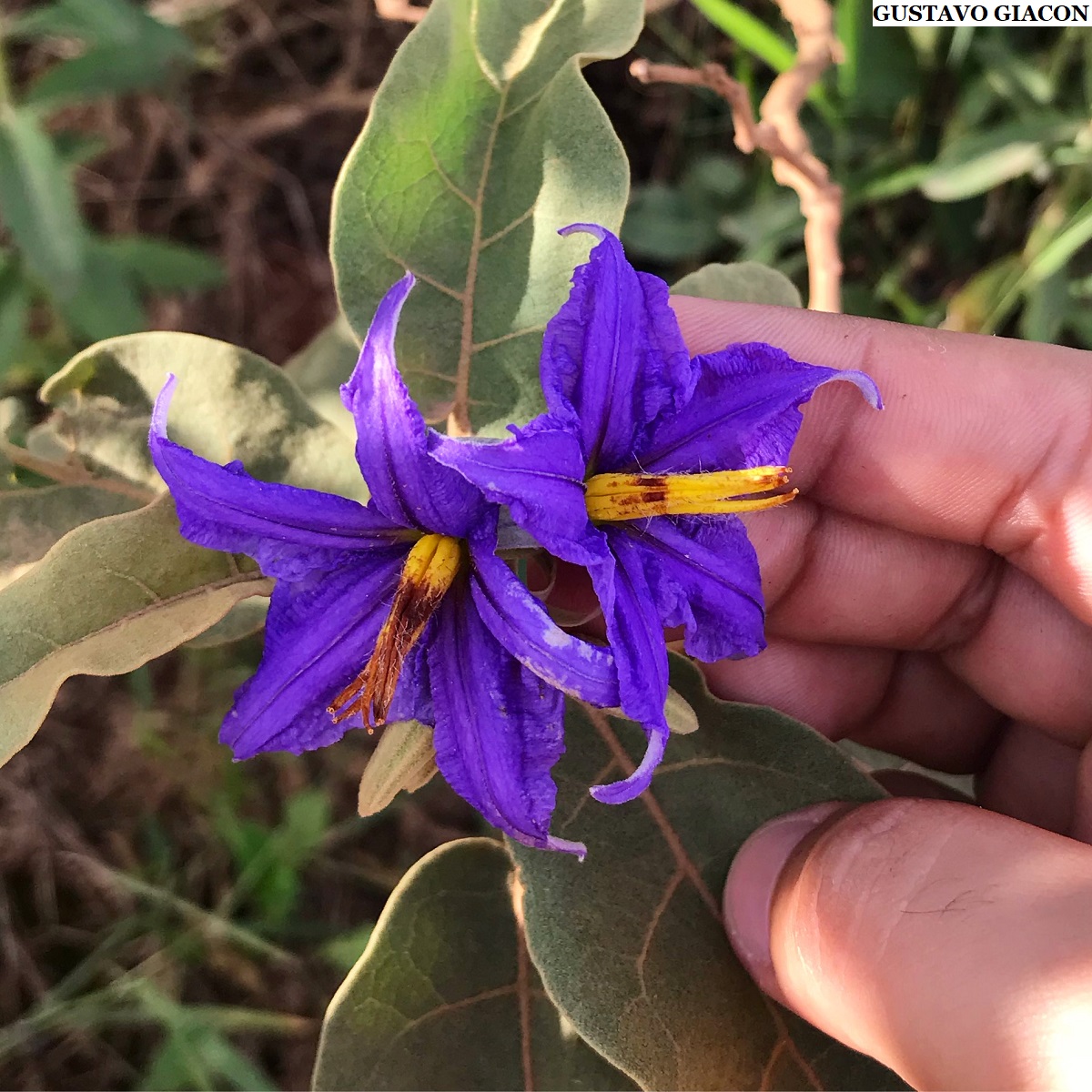 Viveiro Ciprest - Plantas Nativas e Exóticas: Fruta de Lobo ou Lobeira ...