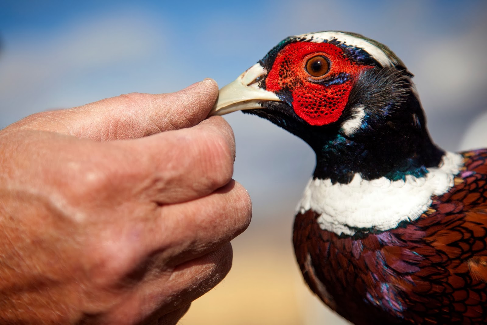 Benjamin Zack Photography: Release the Pheasants