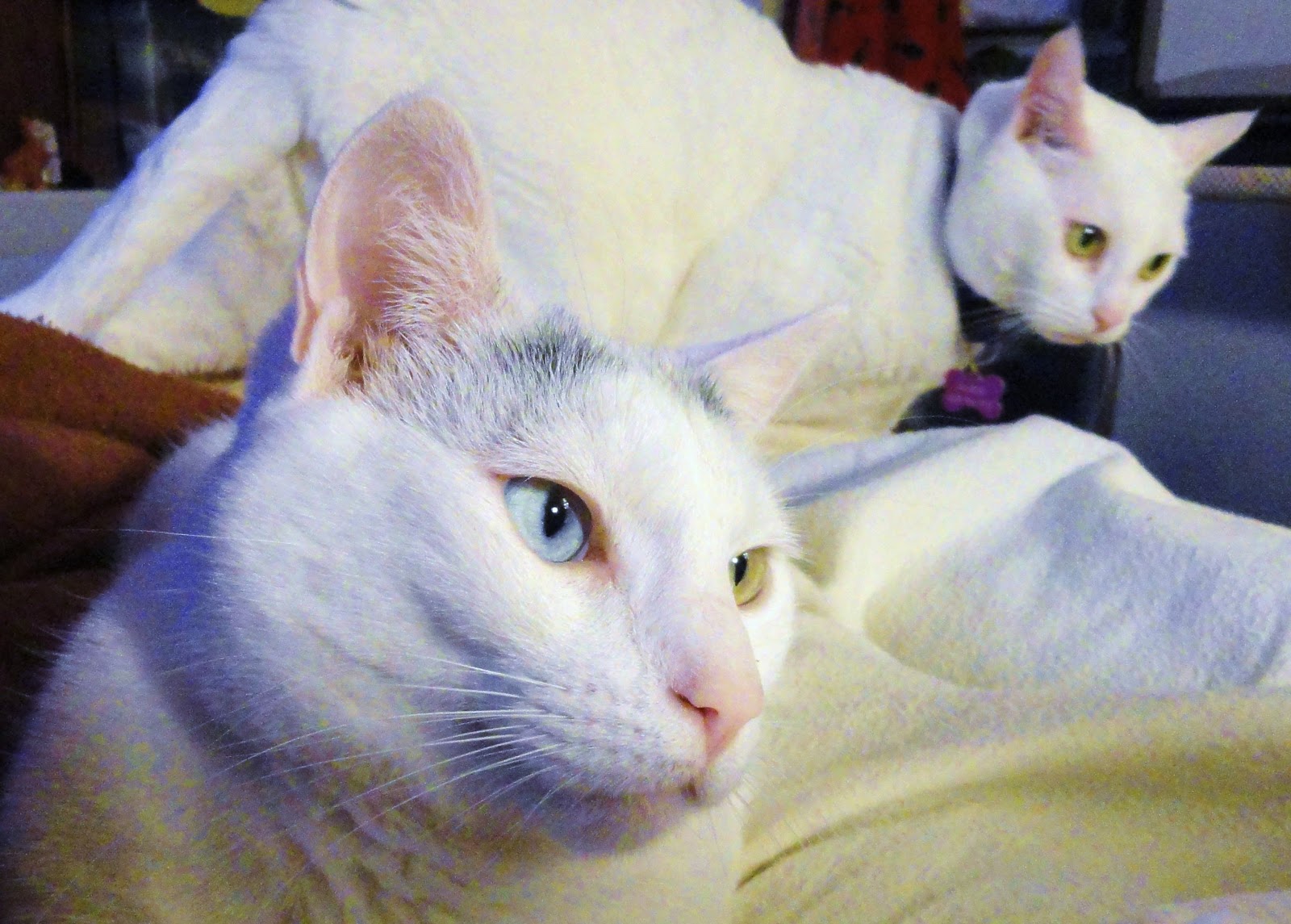 DOWAGER QUEEN: Naughty Kitty on Time Out from Video Gaming