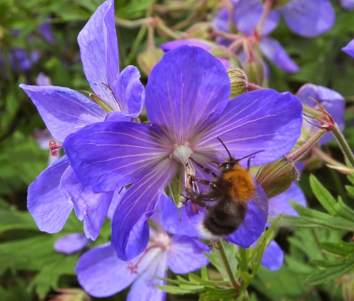 Lancashire and Lakeland Outback Adventure Wildlife Safaris: Greens ...