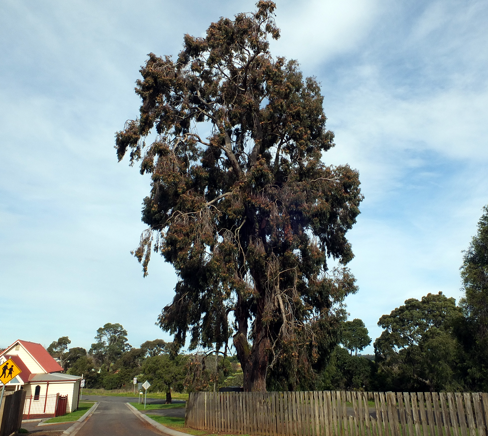 Friends of Drouin's Trees: The 'Library Tree'