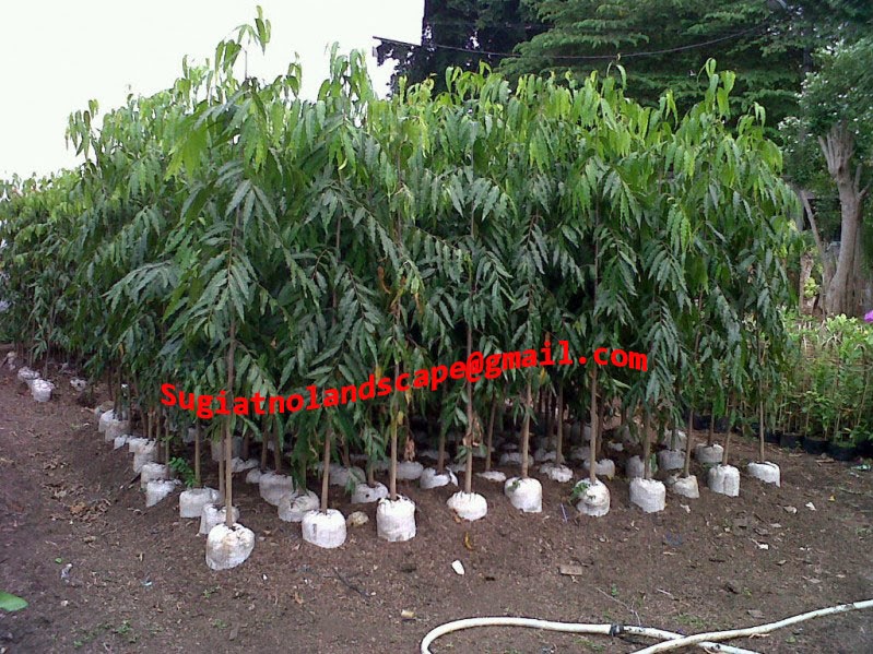 Glodokan tiang | Pohon glodogan tiang | gelodokan tiang | Tukang Taman