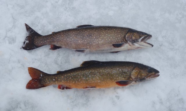 Splake - Alchetron, The Free Social Encyclopedia