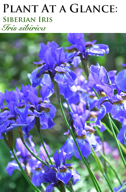 Three Dogs in a Garden: How to Grow Siberian Iris