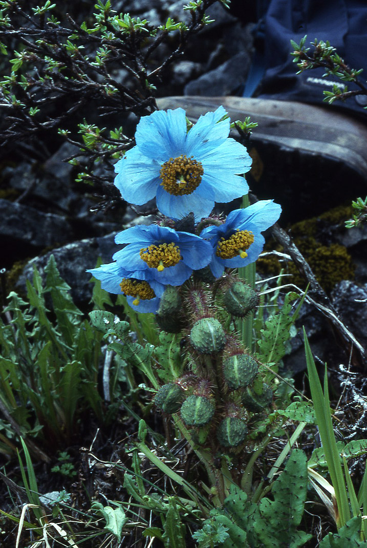 Meconopsis World - A Visual Reference: Meconopsis speciosa - Photos In ...