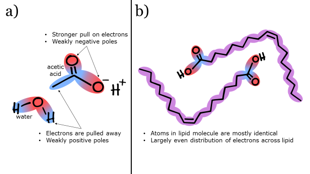 Lipidai: riebalai ~ Mikrobiologija - kas tai?