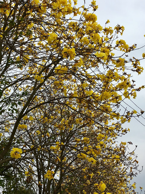 Hsinchu Travel: Trumpet Trees, Wisteria and Cherry Blossom in Xinpu ...