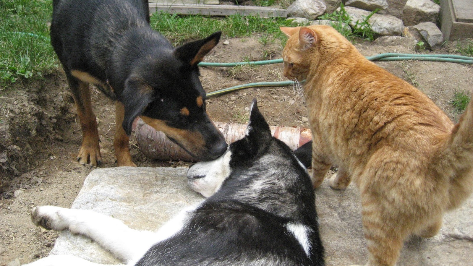 Crow Park: House hold animals learn to earn their special place