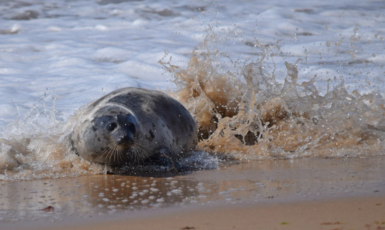 Progressive Charlestown: Another rescued seal returns to the ocean from ... Progressive Charlestown: Another rescued seal returns to the ocean from ...