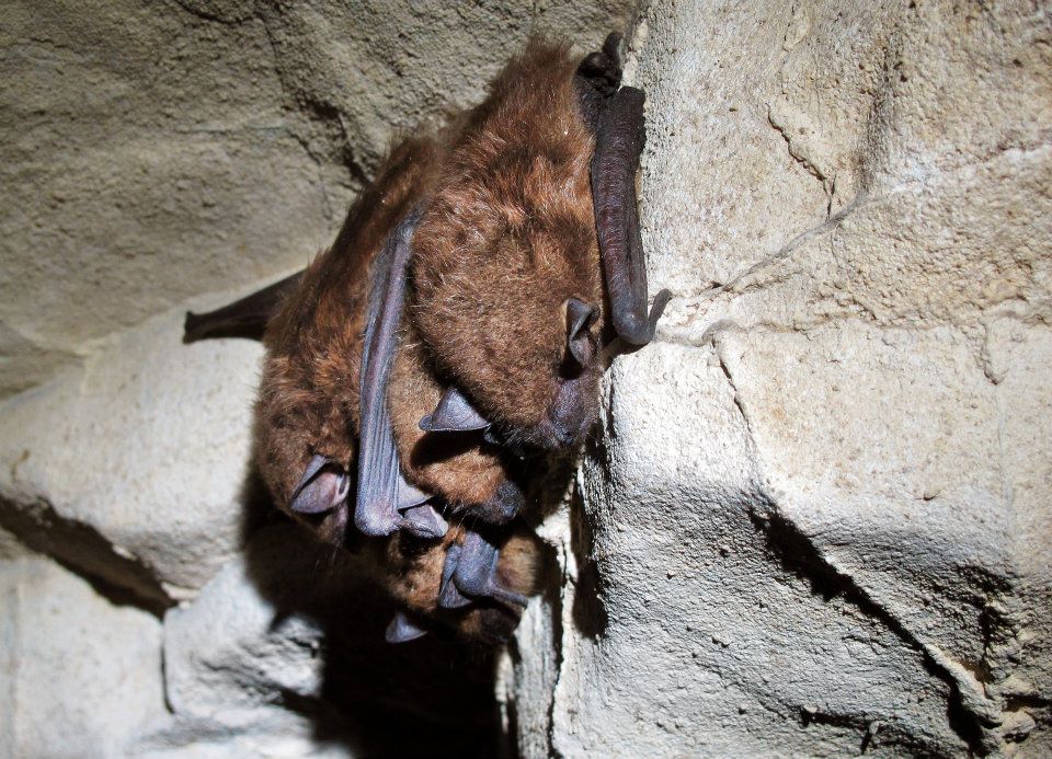 Southern California Grotto NSS ~ Adventures in Southern California