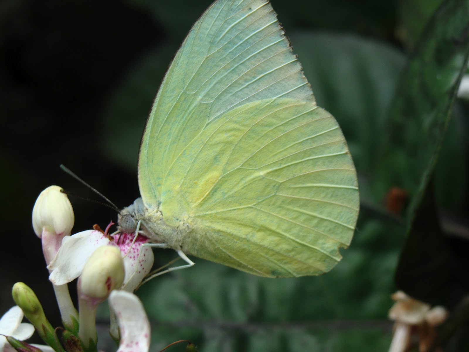 NBSDH: BUTTER FLIES
