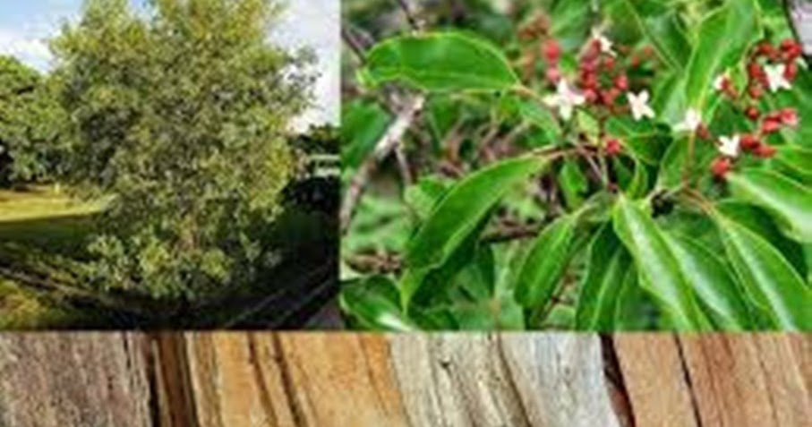 Noor Canal Espiritual - Médium: EL SÁNDALO - PROPIEDADES TERAPÉUTICAS Y ...