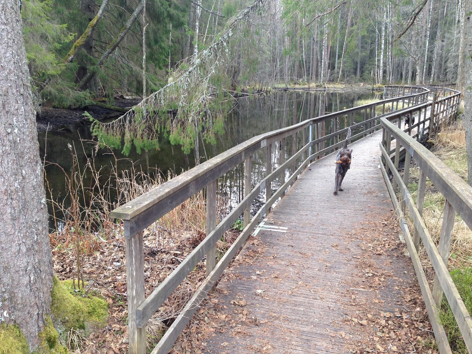 Dobermania bloggen: Ingbo källor, Östa naturreservat