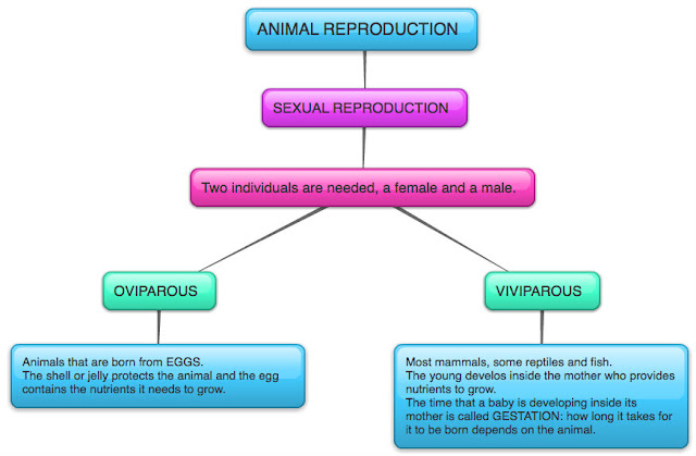 scienceclass5th: NAT. UNIT 3: THE ANIMAL KINGDOM