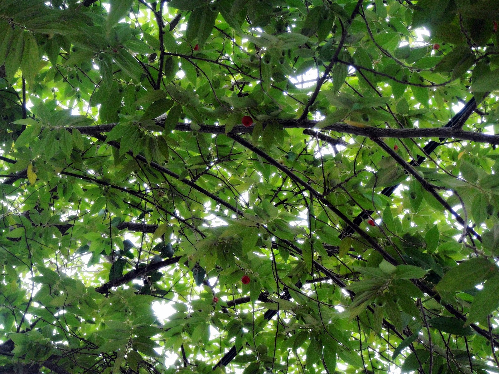 Less Sugar Sweet Candy: Buah Kersen