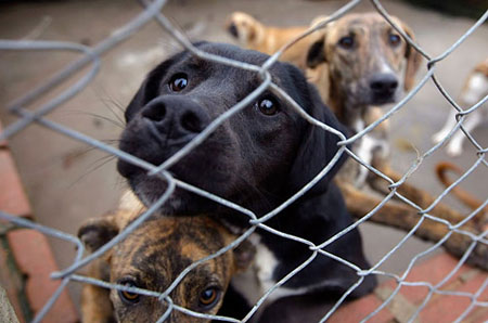 ترفيه وتسلية: في البرازيل مدينة للكلاب الضالة