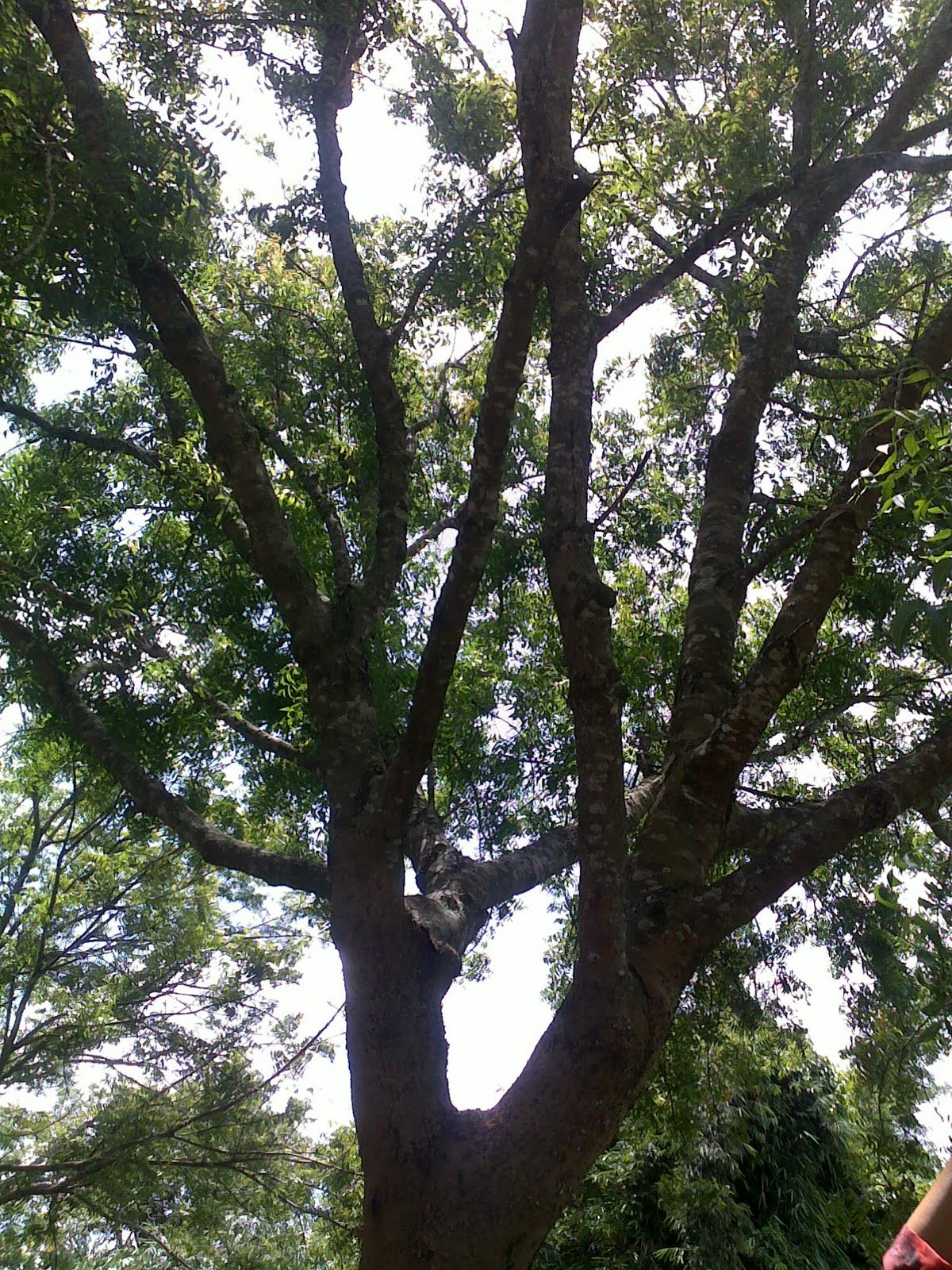 Life is Unpredictable: Misi mencari daun Mambu