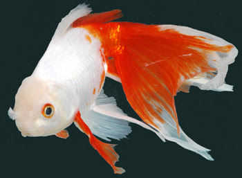 Blog Amazônica Aquários: Kinguio - Carassius auratus