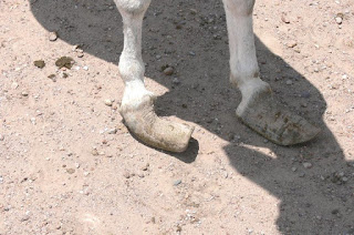 Foghorn Farm Donkey Training: No, that is not "normal" in donkeys!